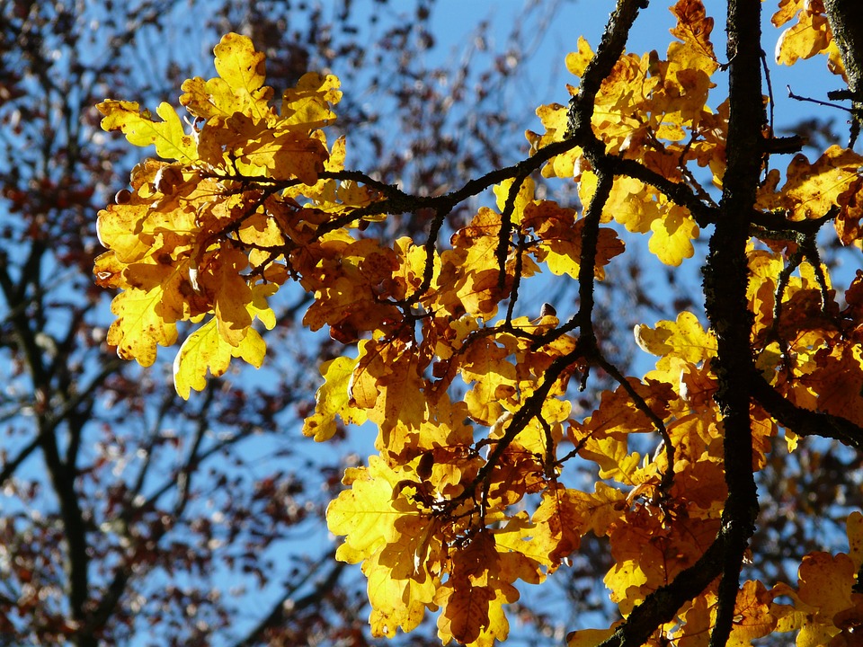 Traubeneiche Steckbrief Trauben Eiche Quercus Petraea